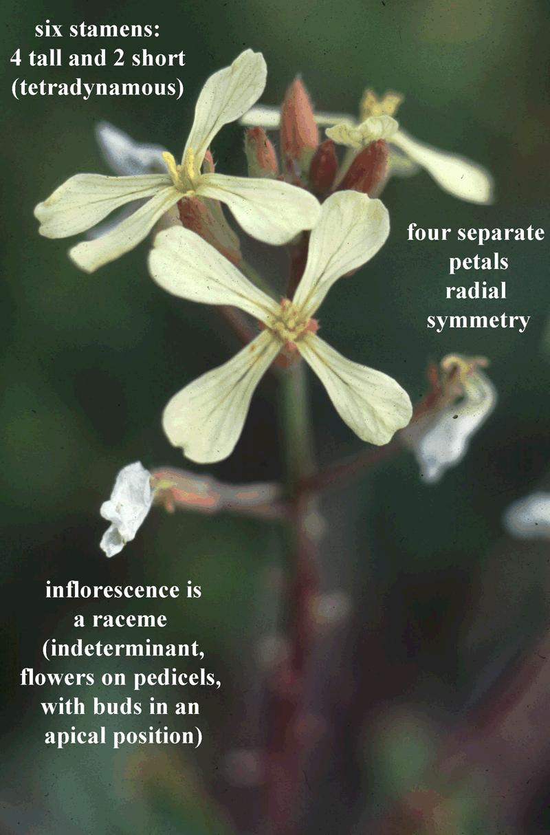 Brassicaceae Fruit Characteristics