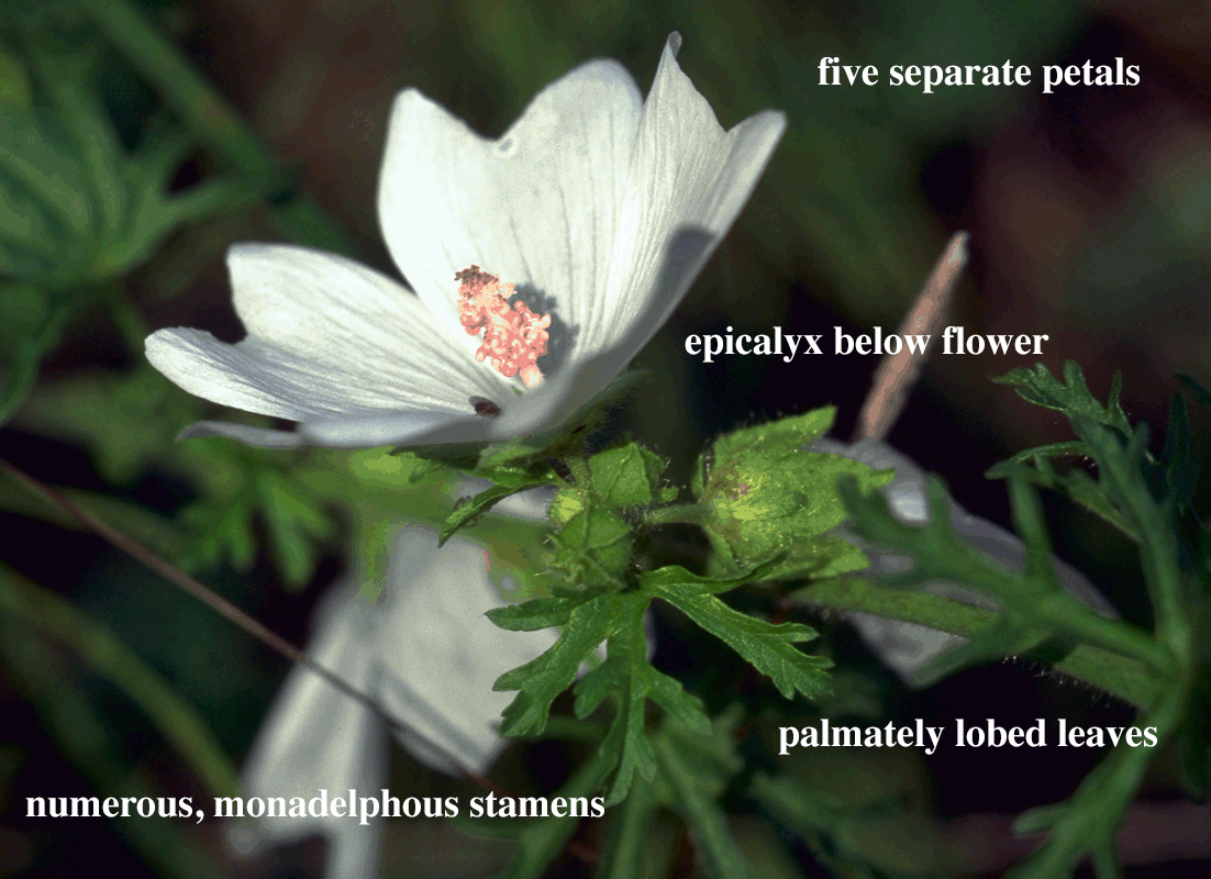 Malvaceae Family Characteristics