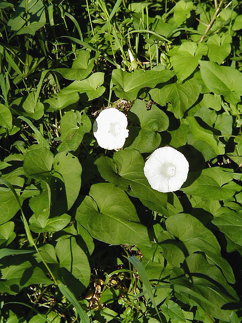 Invasive Species - Canyon - Reed College