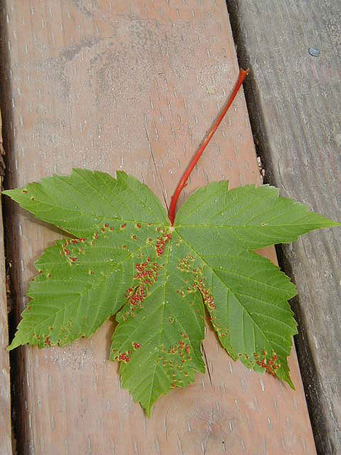 Invasive Species - Canyon - Reed College
