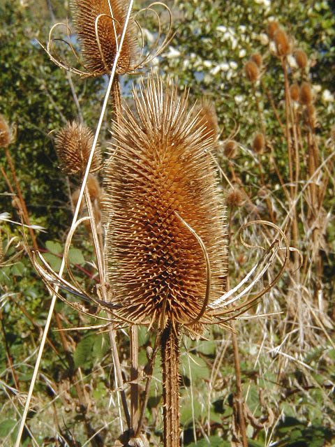 Invasive Species - Canyon - Reed College