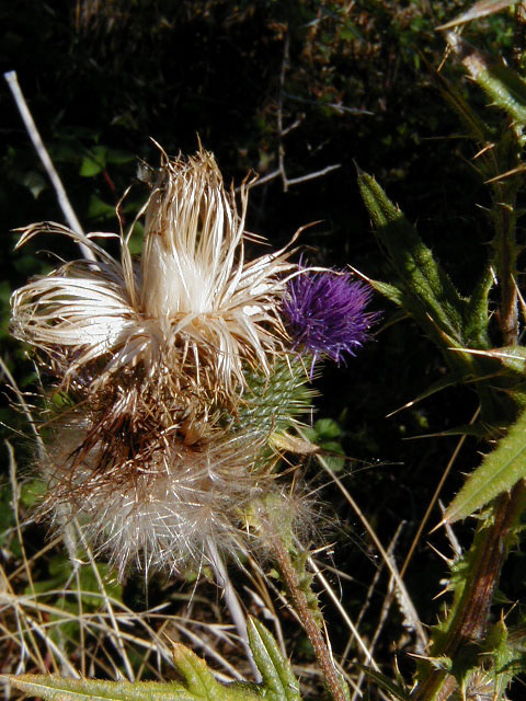 Invasive Species - Canyon - Reed College