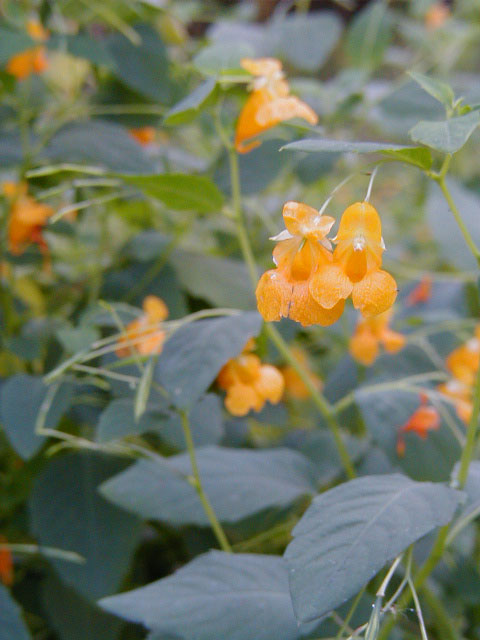 Plants - Canyon - Reed College